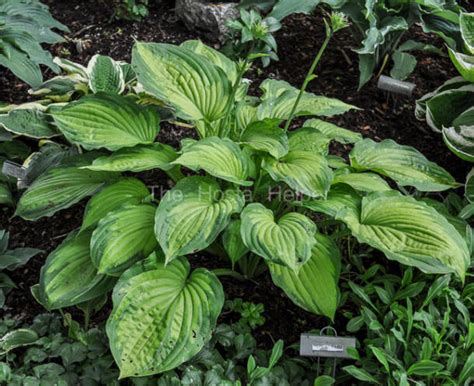 P00 Hosta Roy Klehm From The Hosta Helper Presented By Plantsgalore Com