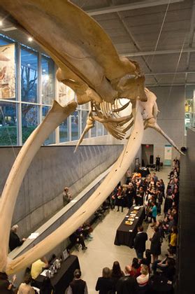 Whale Fossil Found Marking The Discovery Of A New Species Beaty