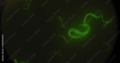 Highlighted Green Microorganisms C Elegans Caenorhabditis Elegans