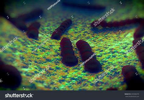Streptococcus Pneumoniae Pneumococcus Grampositive Coccus Shaped Stock