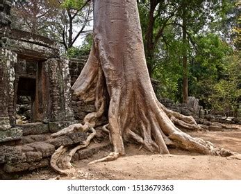 Huge Trees Powerful Root System Growing Stock Photo Edit Now 1513679363