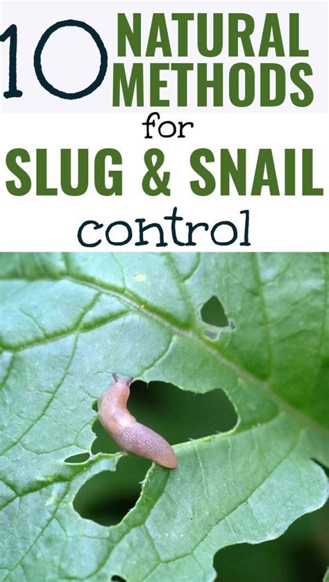 10 Natural Methods For Slug Snail Control Methods Artofit
