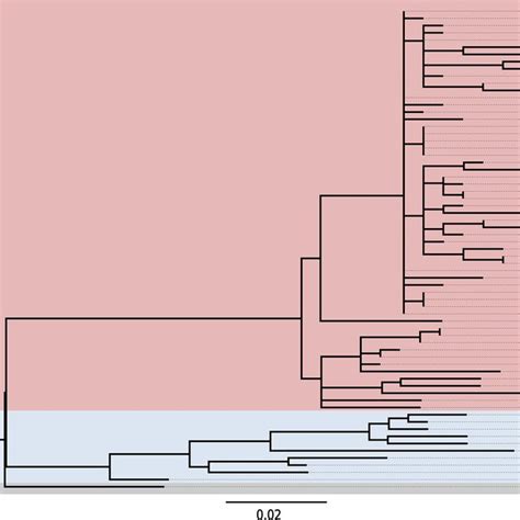 Maximum Likelihood Phylogenetic Tree The Phylogeny Of C Difficile Download Scientific Diagram