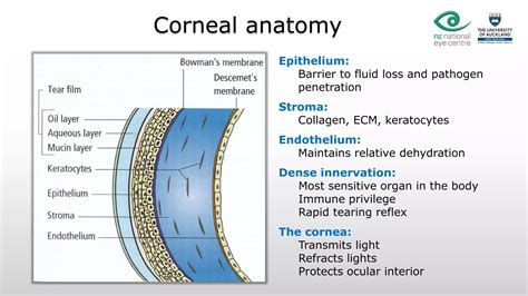 Ophthalmology V Eye Anatomy And Functionpdf