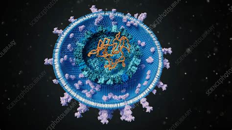 Herpes Simplex Virus Type 1 Illustration Stock Image F043 2330 Science Photo Library