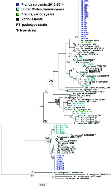 Maximum Likelihood Phylogeny Based On An Alignment Of Four Concatenated Download Scientific
