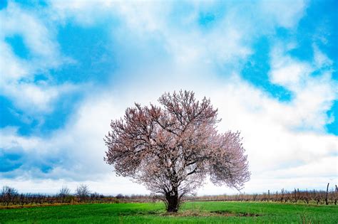 კახეთის მხარე კახეთის მხარე Added A New Photo