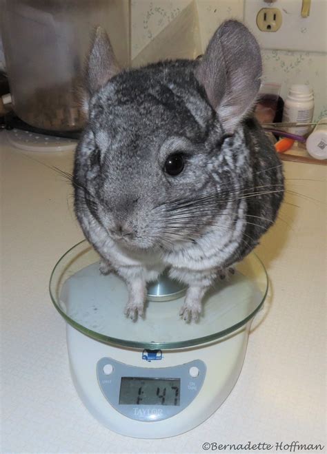 Ruby Chin 5 14 23 Copy Max Canada Lynx