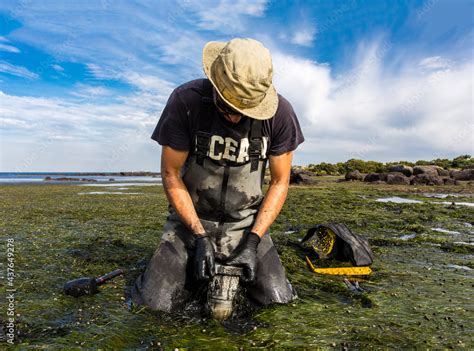 Foto Stock Scientist Collecting A Sediment Core To Asses Carbon Sequestration Rates In The