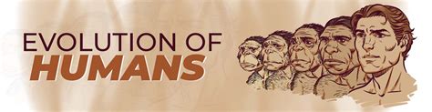 History Of Human Evolution Stages Timelines And Facts Orchids