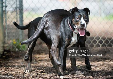 Humping Photos And Premium High Res Pictures Getty Images