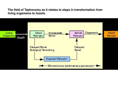 Ppt Fossilization Powerpoint Presentation Id274258