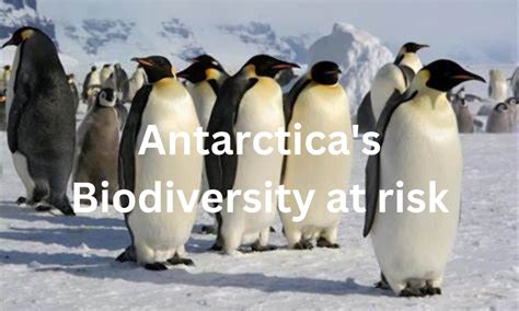 Antarcticas Biodiversity At Risk Emperor Penguins Could Be Extinct By 2100