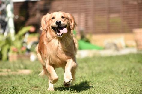 골든 리트리버 성격 및 특징 해피초코