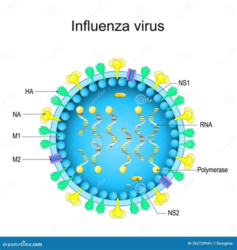 Structure Of Influenza Virus Close Up Of A Virion Anatomy Stock Vector Illustration Of
