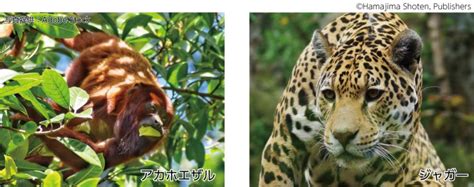 捕食と被食 生物図表オンライン