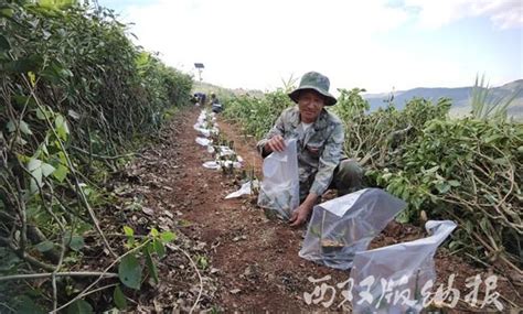 景洪市普文镇：低产茶园改造助推产业振兴 茶叶新闻 山崖茶谈