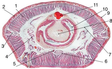 Lumbricus Cross Section Diagram Quizlet