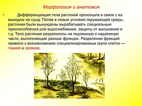 Царство Растения Морфология и анатомия растений презентация онлайн