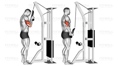 Cable Standing One Arm Tricep Pushdown Overhand Grip Exercise Guide