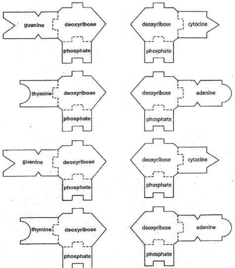 Dna Is Used As A Template For Making