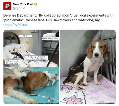 WCW Investigation CHINESE LAB TORTURING CUTE BEAGLES A WEEK WITH OUR MONEY White Coat