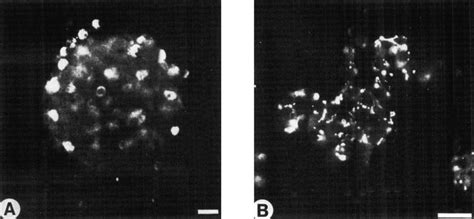 A And B For Legend See P 117 Download Scientific Diagram