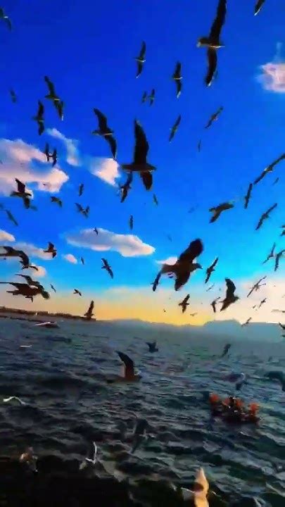 A Flock Of Birds Flying Over The Sea රැන පිටින් පියාඹන කුරුල්ලෝ රැල 🐤🐥🐦 Skydiving Travel