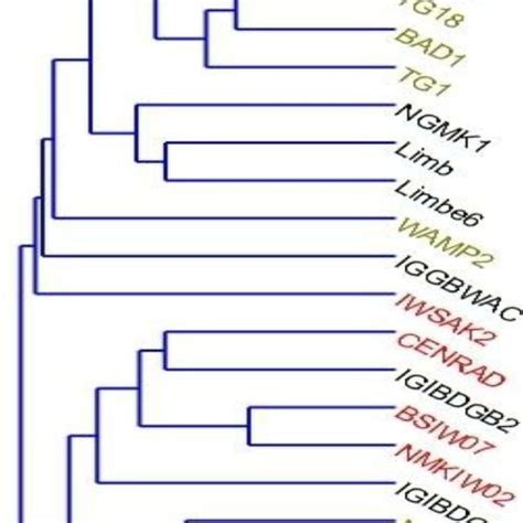 B Upgma Dendrogram For Cpssr Data Of The 47 Accessions Based On