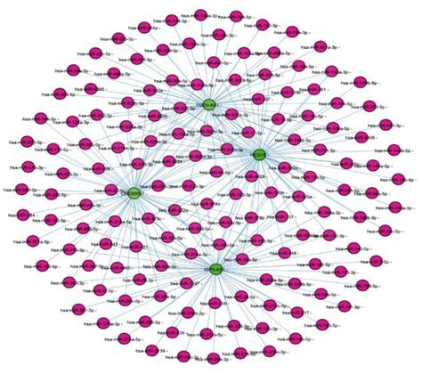 Lncrna Mirna Hub Gene Network Construction Download Scientific Diagram