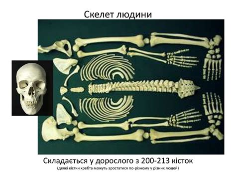 Будова і функції скелета презентация онлайн