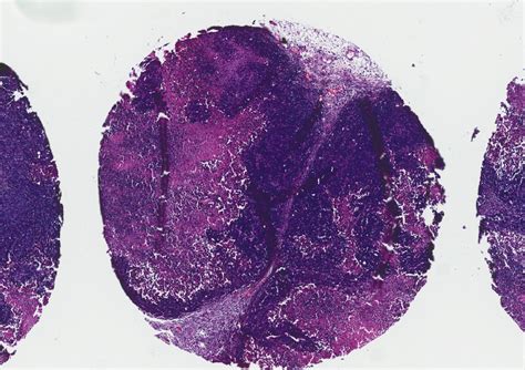 513 Questions With Answers In Histological Staining Scientific Method