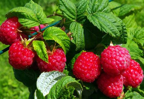 Чому важливо вибирати зимостійкі сорти малини найкращі варіанти