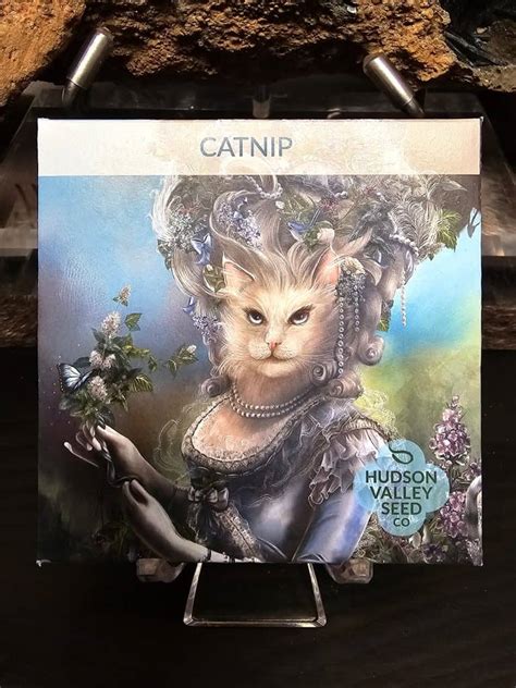 Catnip Seeds Organic Seeds For Your Feline Friend