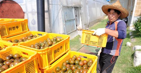 화천 명품 토마토 깜빠리·쿠마토 본격출하