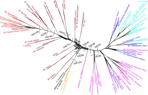 Network Among Adonis Vernalis Populations Plus Outgroups Based On Gbs Download Scientific