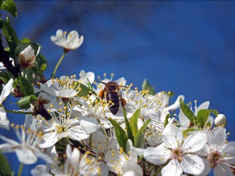 Slyva Lot Prunus • Medaus Kalnas