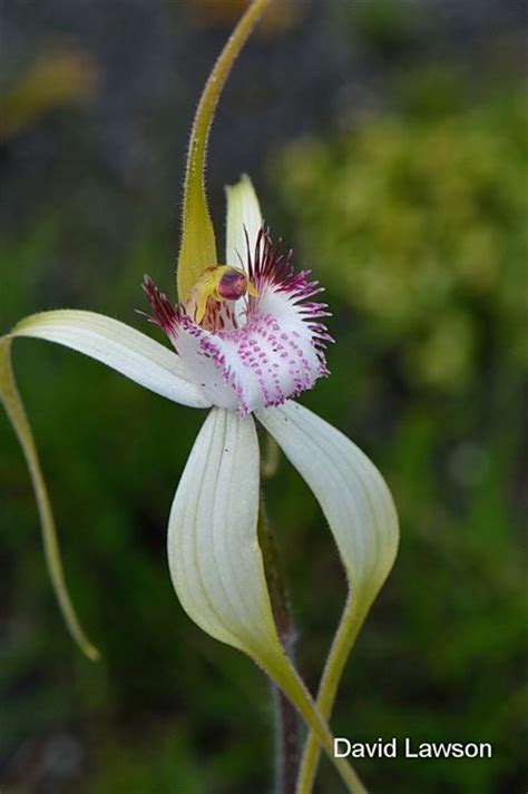 Caladenia Longicauda Subsp Crassa