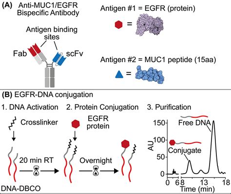 Bispecific Antibody Detection Using Antigen Conjugated Synthetic Nucleic Acid Strands Acs Sensors