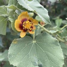 Flowers Classification Dataset By National University Of Science And Technology Pakistan