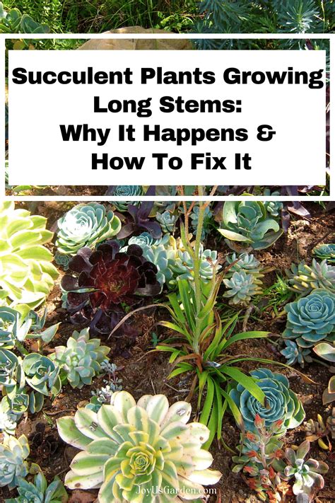 Succulents With Long Stems How To Fix Leggy Stems