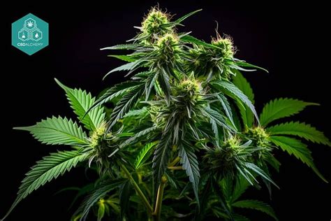 Uncovering The Facts A Guide To Indica Vs Sativa Strains Cbd Alchemy