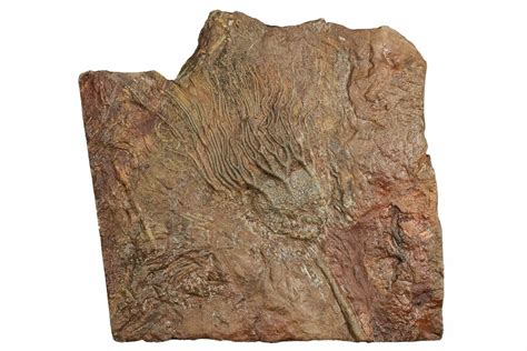 102 Silurian Fossil Crinoid Scyphocrinites Plate Morocco 237574
