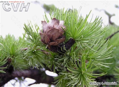 华北落叶松Larix principis rupprechtii Mayr 植物图片库 植物通
