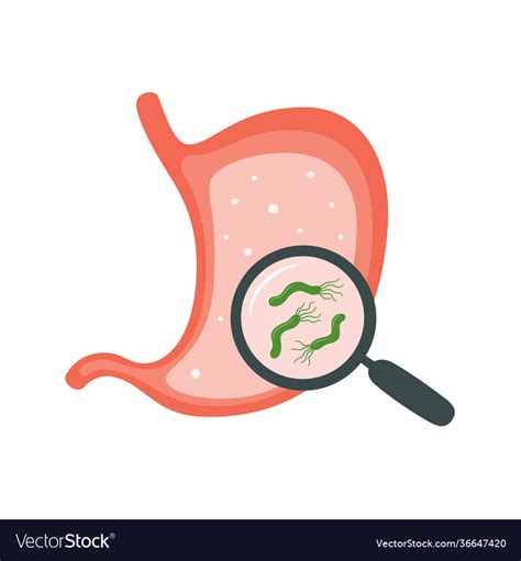 Helicobacter Pylori In Stomach Royalty Free Vector Image
