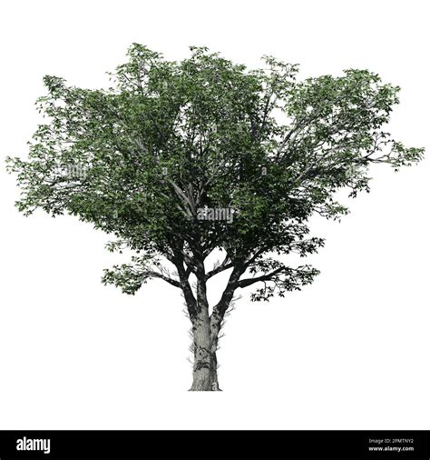 American Elm Tree Isolated On White Background Front View Stock Photo Alamy