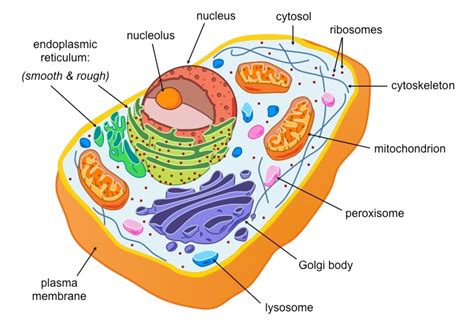 Diagram Of A Eukaryotic Cell Labeled Parts