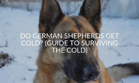 German Shepherd Winter Coat Vs Summer Tradingbasis