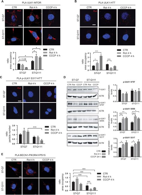 mutant htt alters the autophagy initiation step a ulk1 mtor download scientific diagram