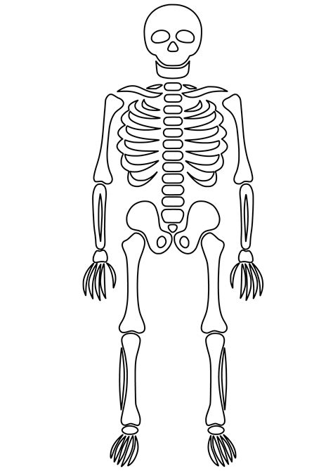 Outline Of Skeleton Free Printable Papercraft Templates